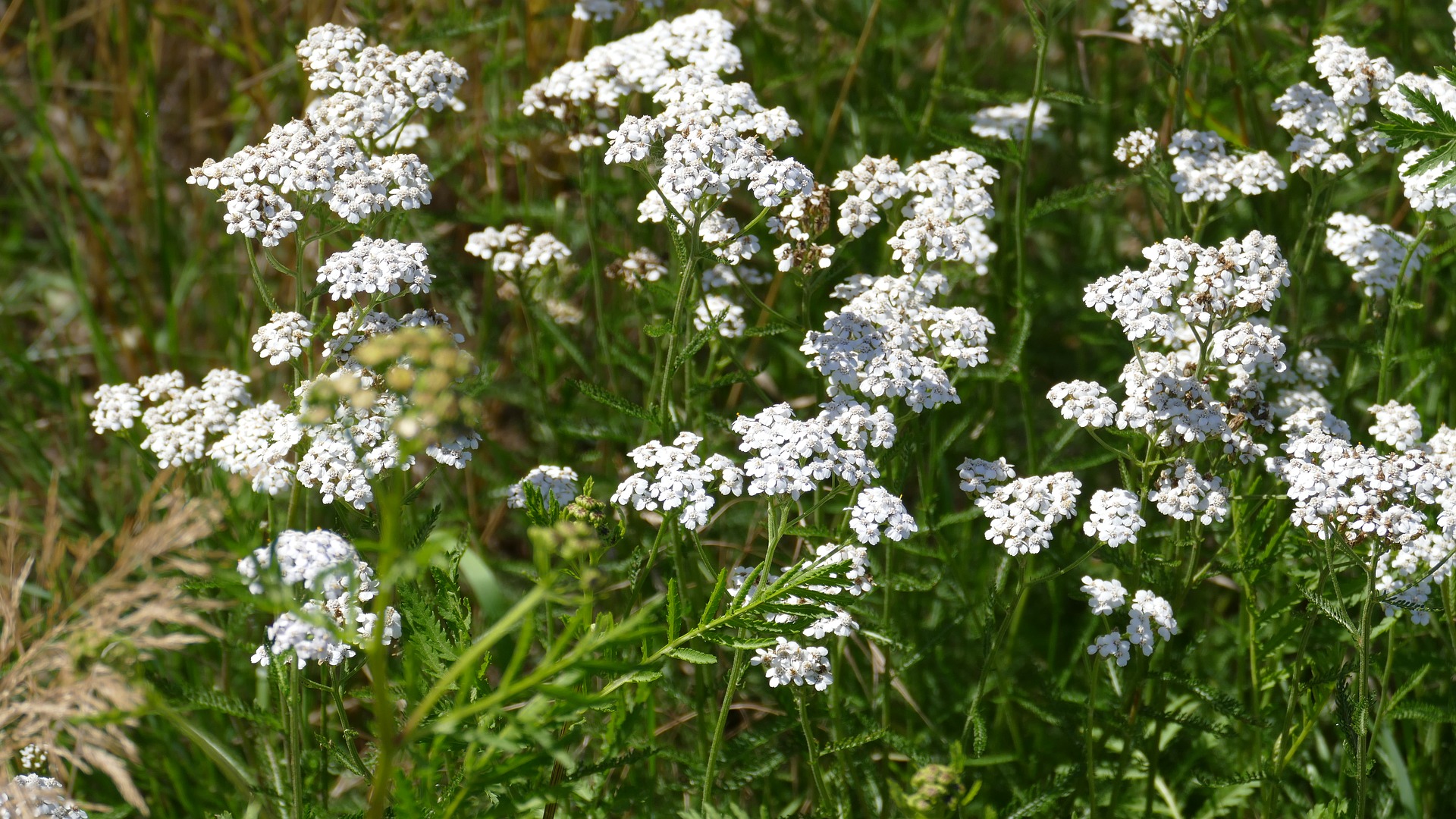 Piante Erbe Officinali Di Montagna: Elenco e Proprietà