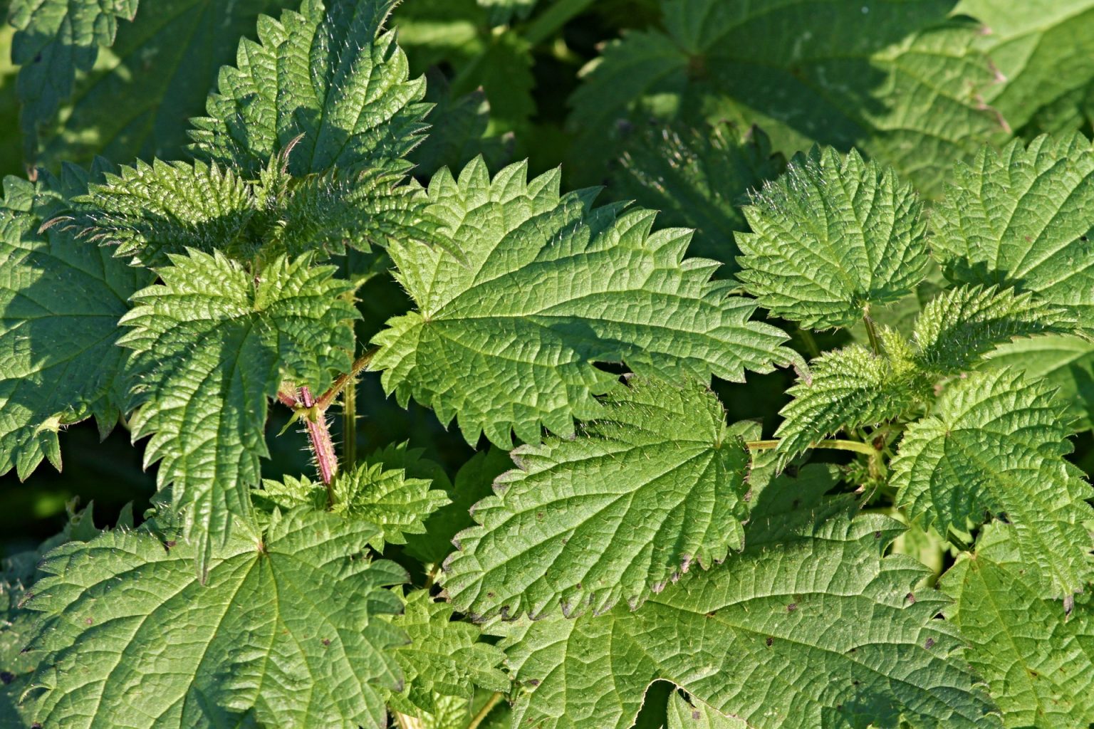 Piante Erbe Officinali Di Montagna: Elenco e Proprietà
