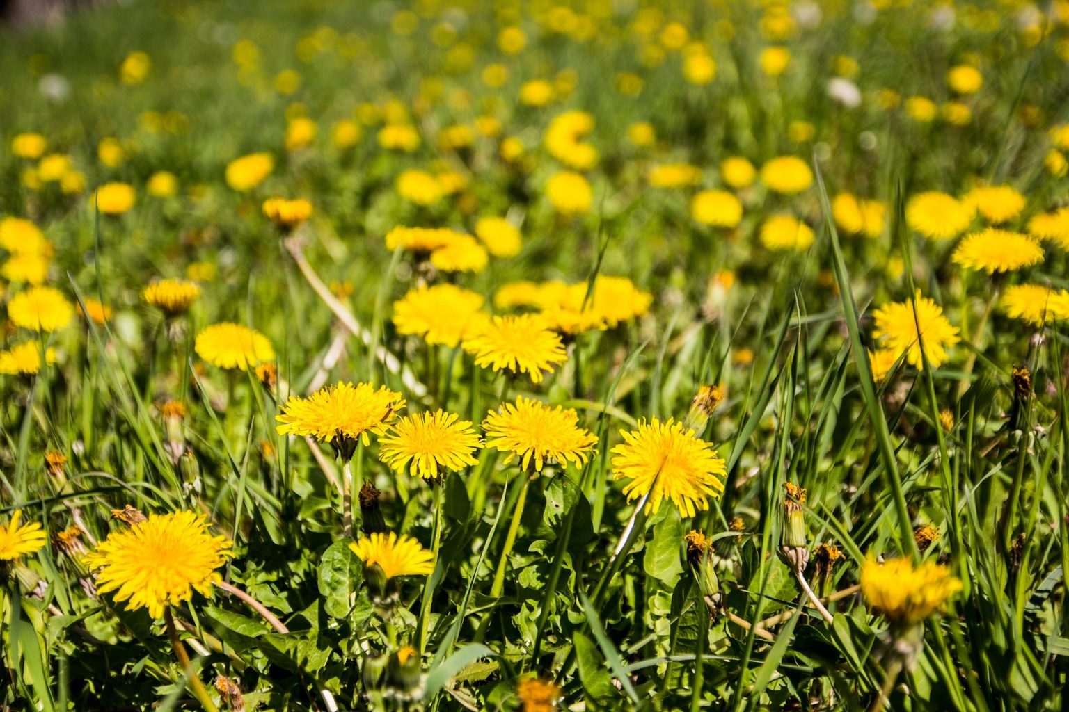 Piante Erbe Officinali Di Montagna: Elenco e Proprietà