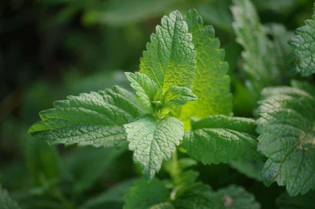 Erbe Officinali Rilassanti e Calmanti per Dormire, Agitazione, Nervosismo