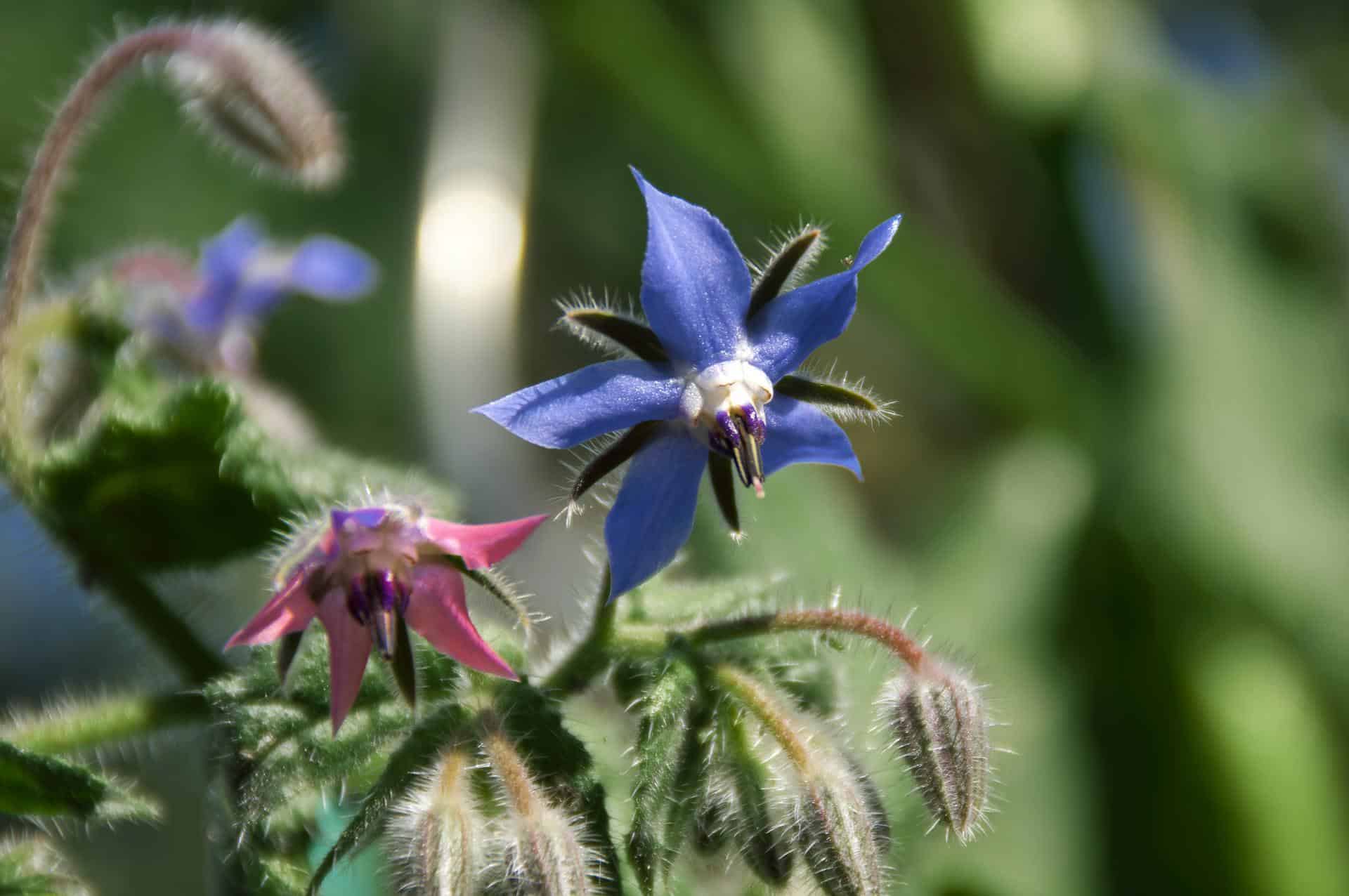 Fiori Edibili (Eduli o Commestibili): Quali Sono e Come Usarli Cucina