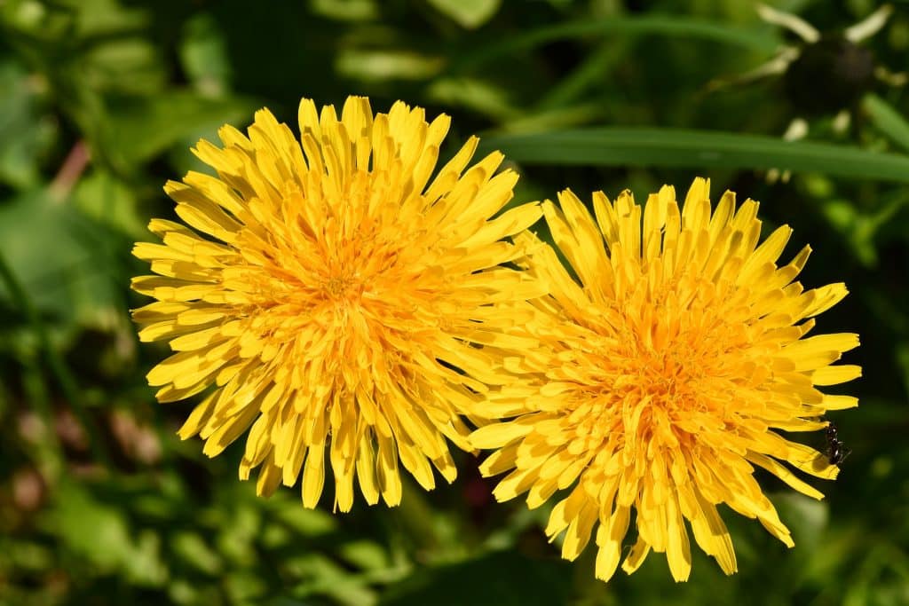 Fiori Edibili (Eduli o Commestibili): Quali Sono e Come Usarli Cucina