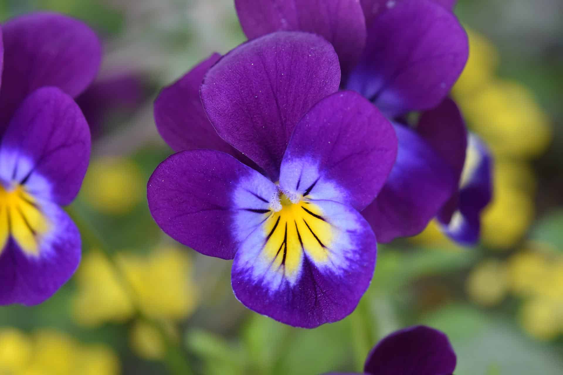 Fiori Edibili (Eduli o Commestibili): Quali Sono e Come Usarli Cucina