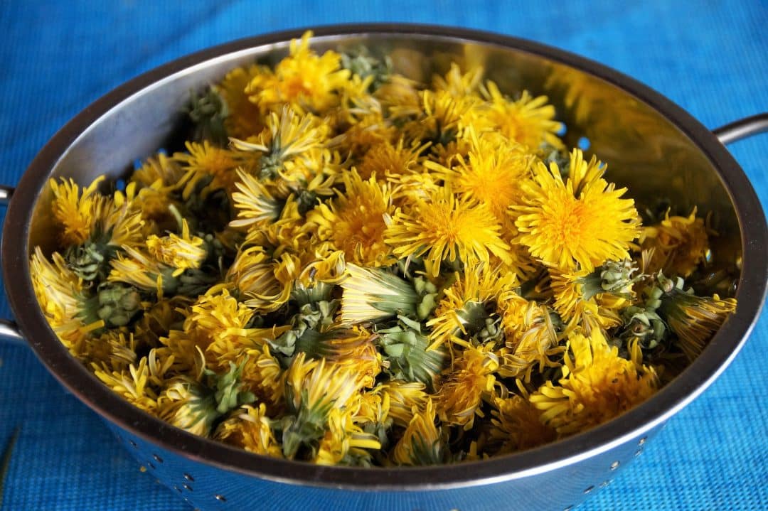 Ricetta Miele Di Tarassaco Fatto In Casa
