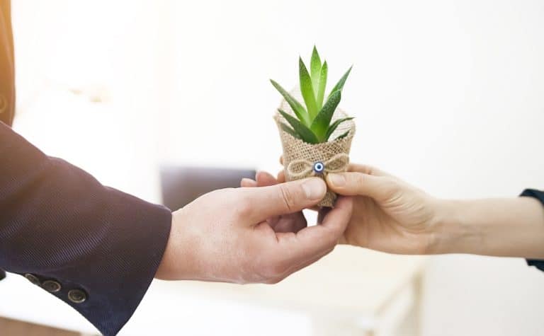 Piante da Regalo: Quale Regalare?