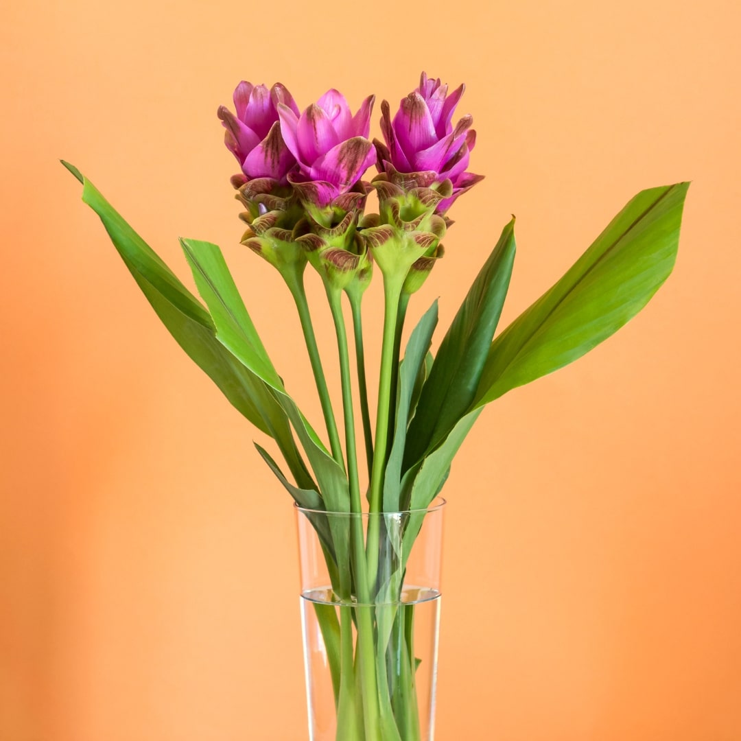 Piante da Regalo: Quale Regalare?