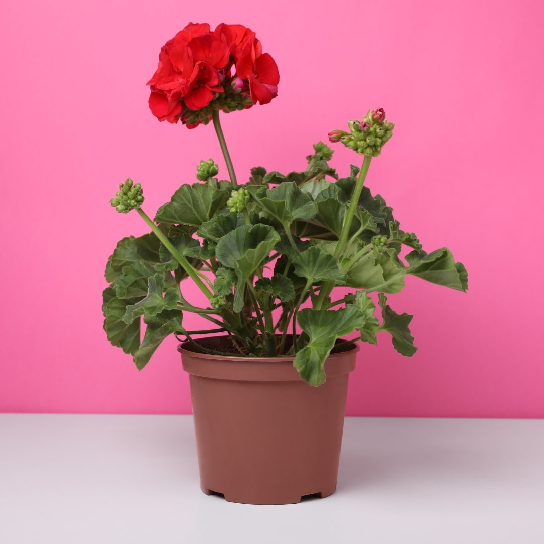 Piante da Regalo: Quale Regalare?
