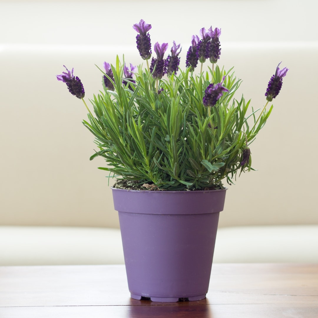 Piante da Regalo: Quale Regalare?